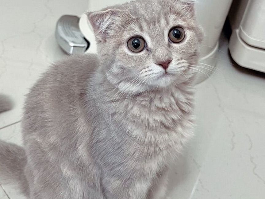 Шотландская вислоухая кошка