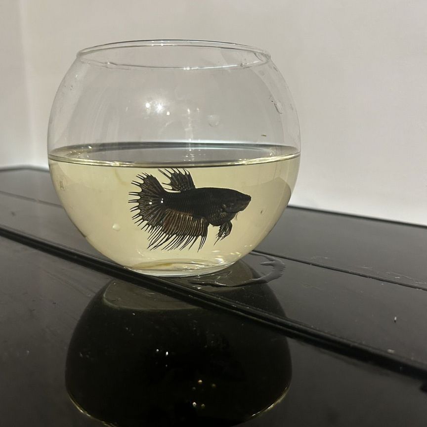 Рыбка петушок самка