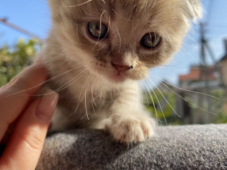 Шотландская вислоухая