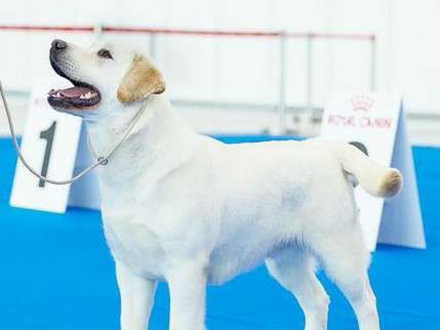 Кобель лабрадора вязка