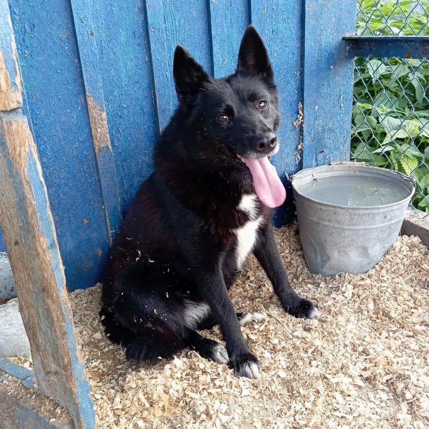 Собака в добрые руки