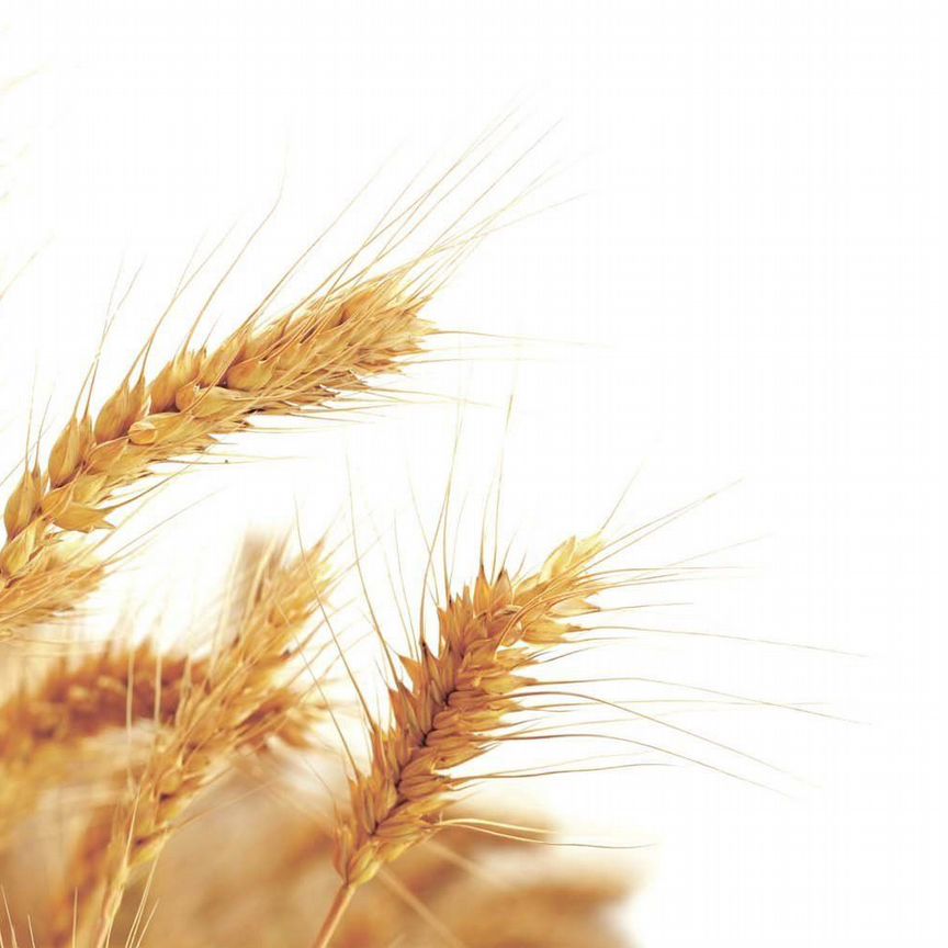 Продается зерно