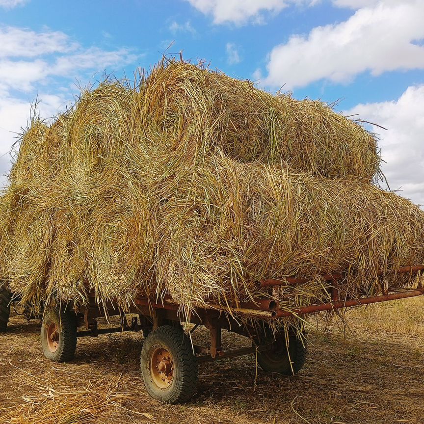 Сено суданка