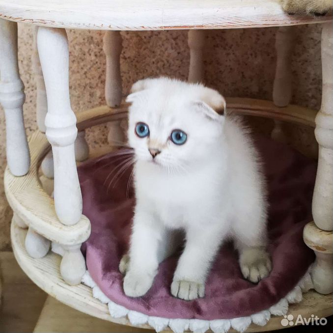 Кошечка. Вислоухая малявка