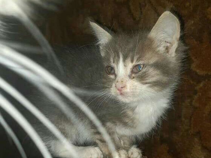 Неделя, чтобы найти дом