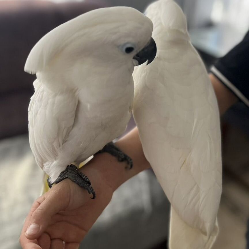 Попугай Какаду супер русные