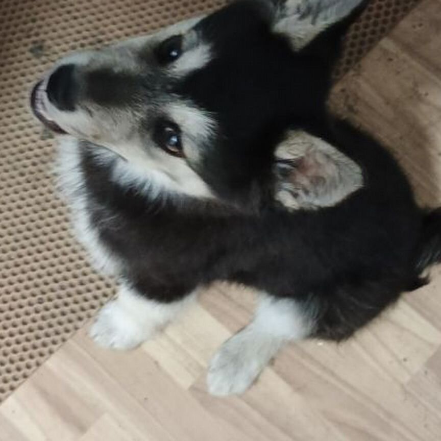 Сибирский хаски, щенок