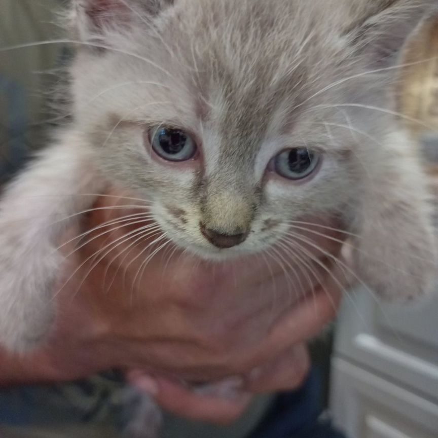 Отдам бесплатно 4 котëнка все мальчики Им 1,5 мес