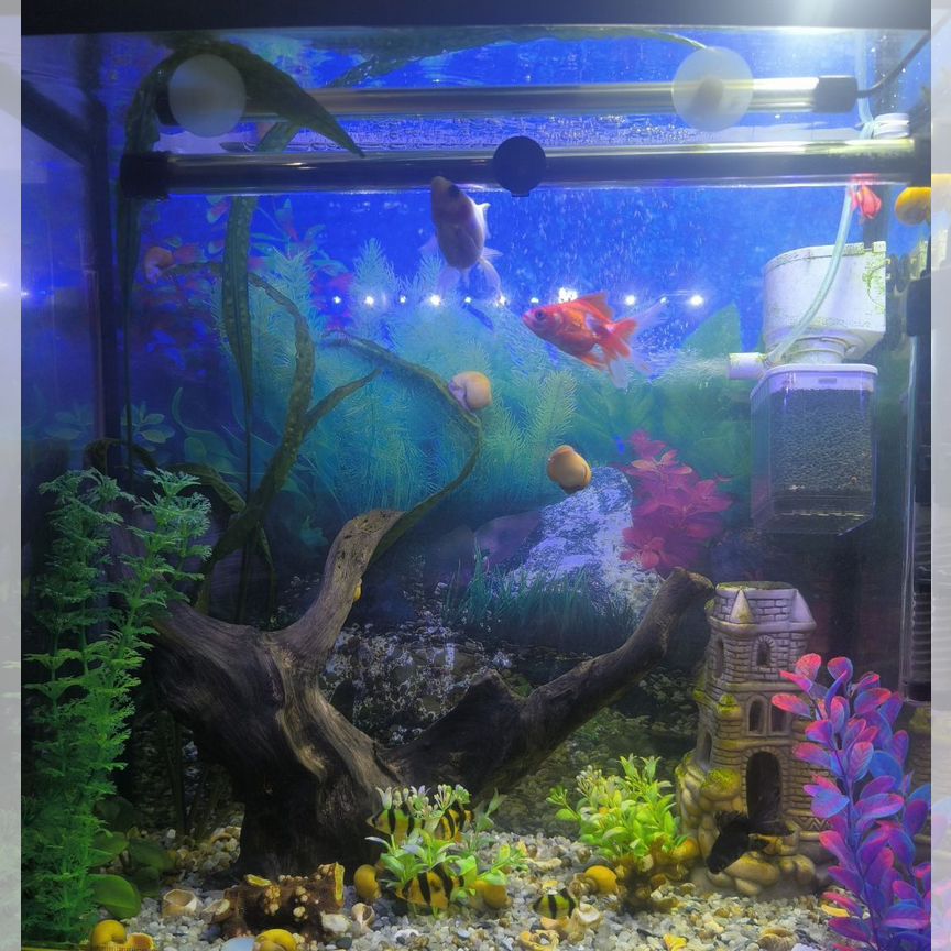 Аквариум