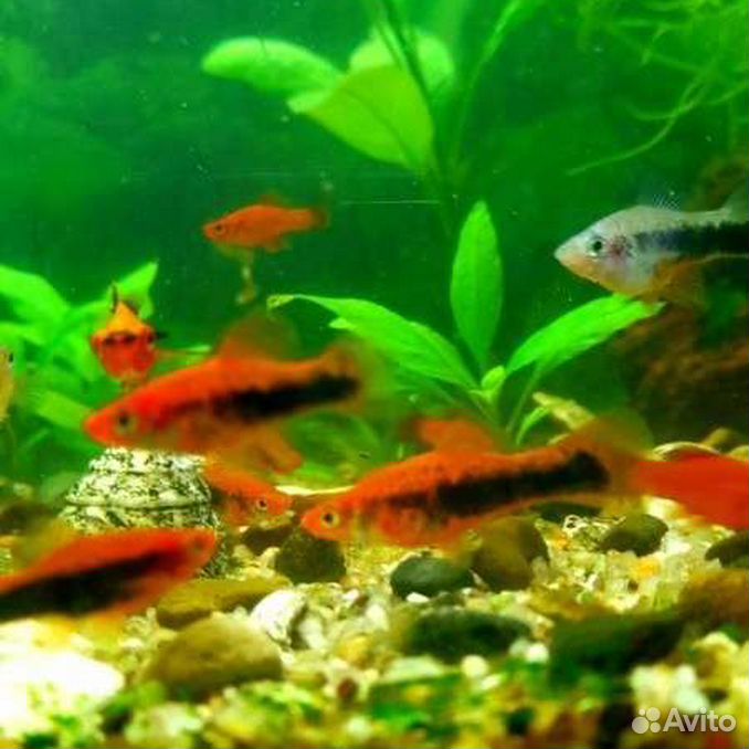 Меченосцы кубинские