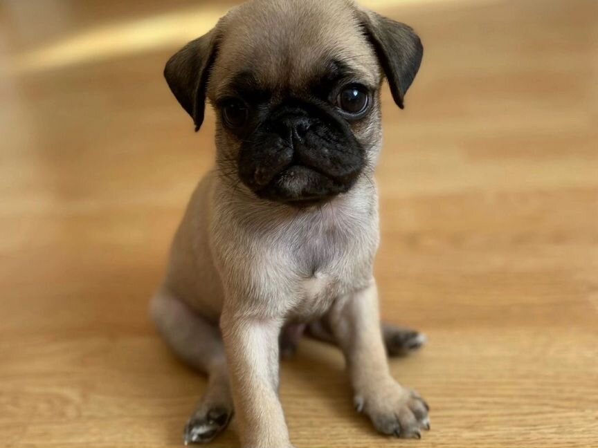 Щенки мопса