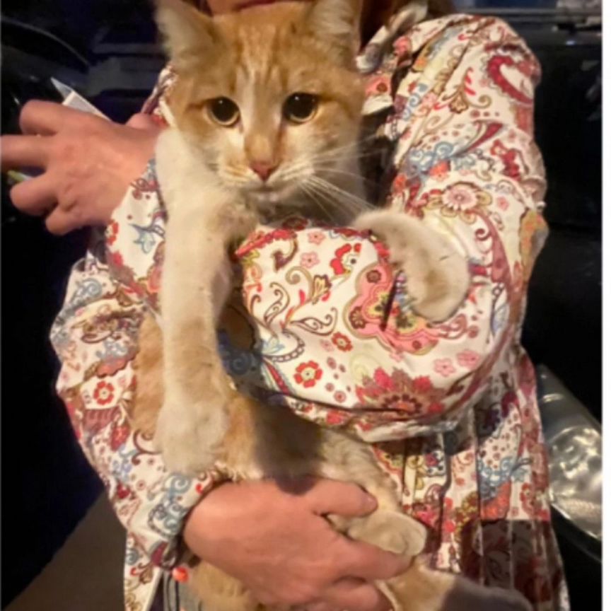 Рыжий кот в добрые руки