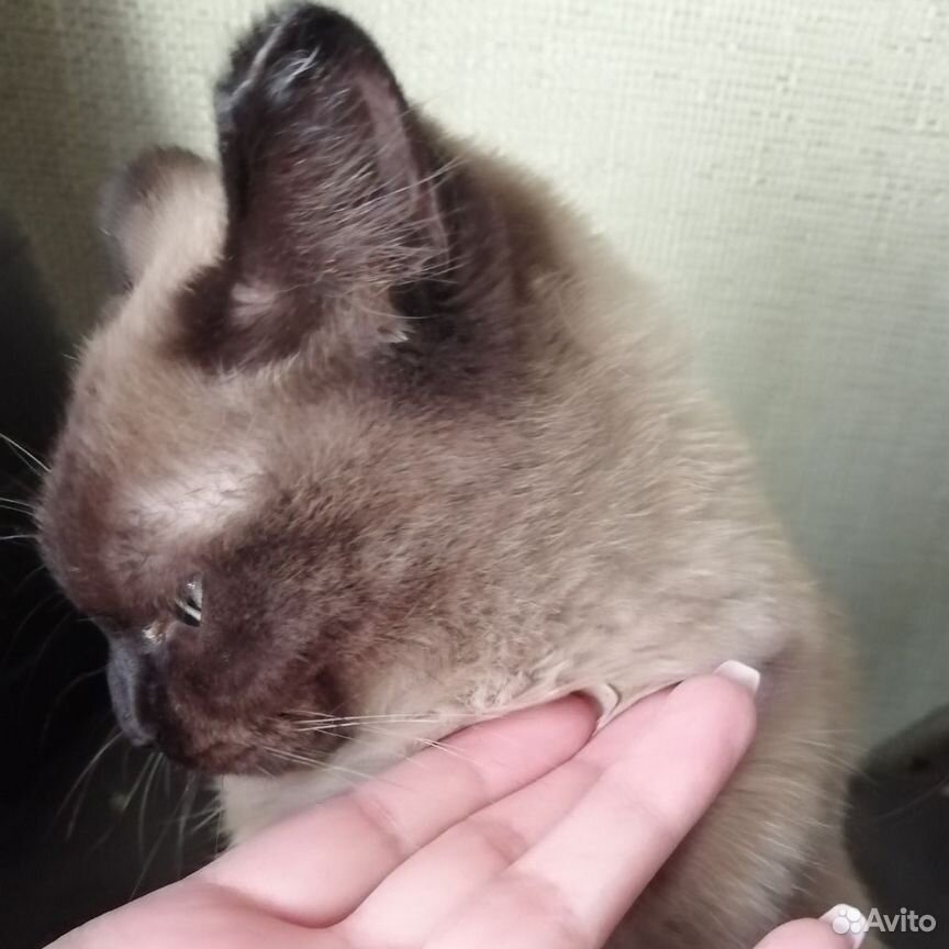Кошки породистые бесплатно