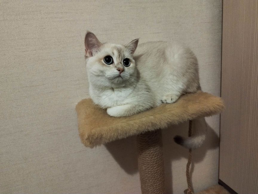 Кошка