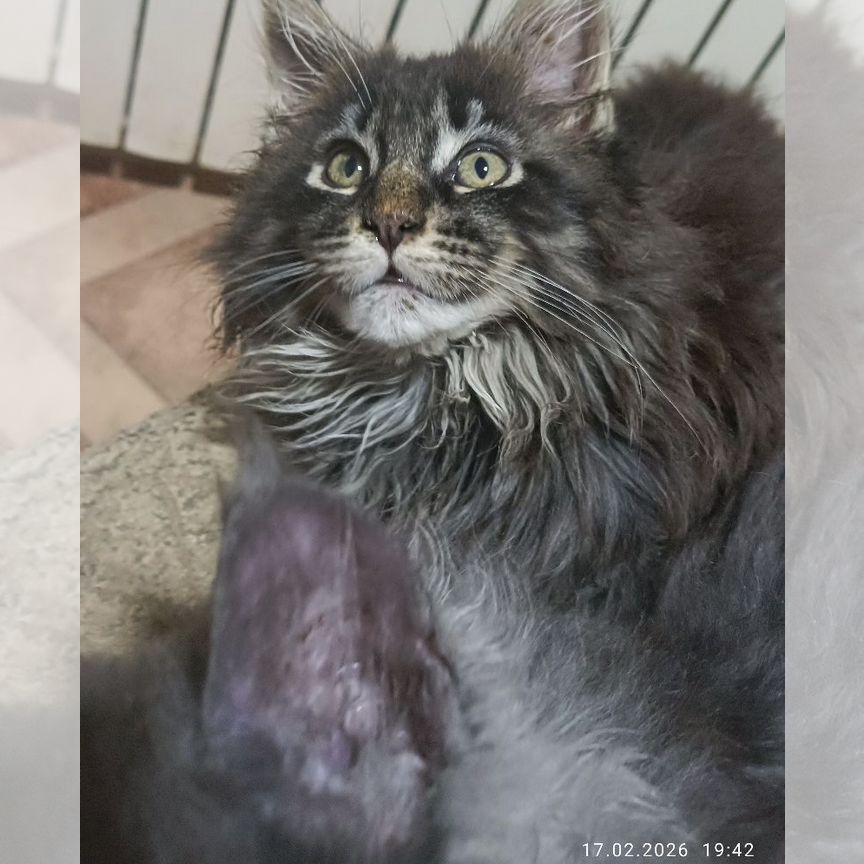 Мейн-кун котёнок