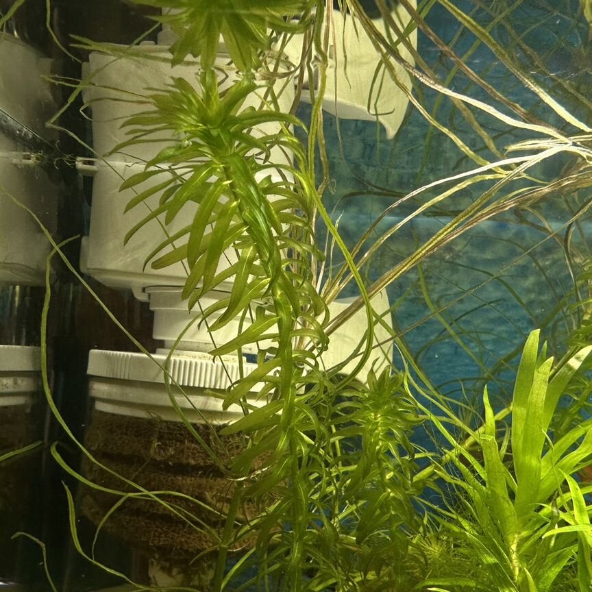 Аквариумные растения