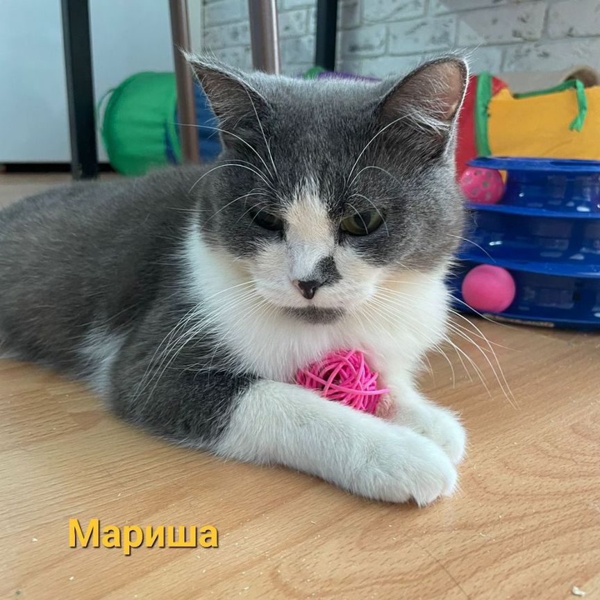 Кошечка в добрые руки