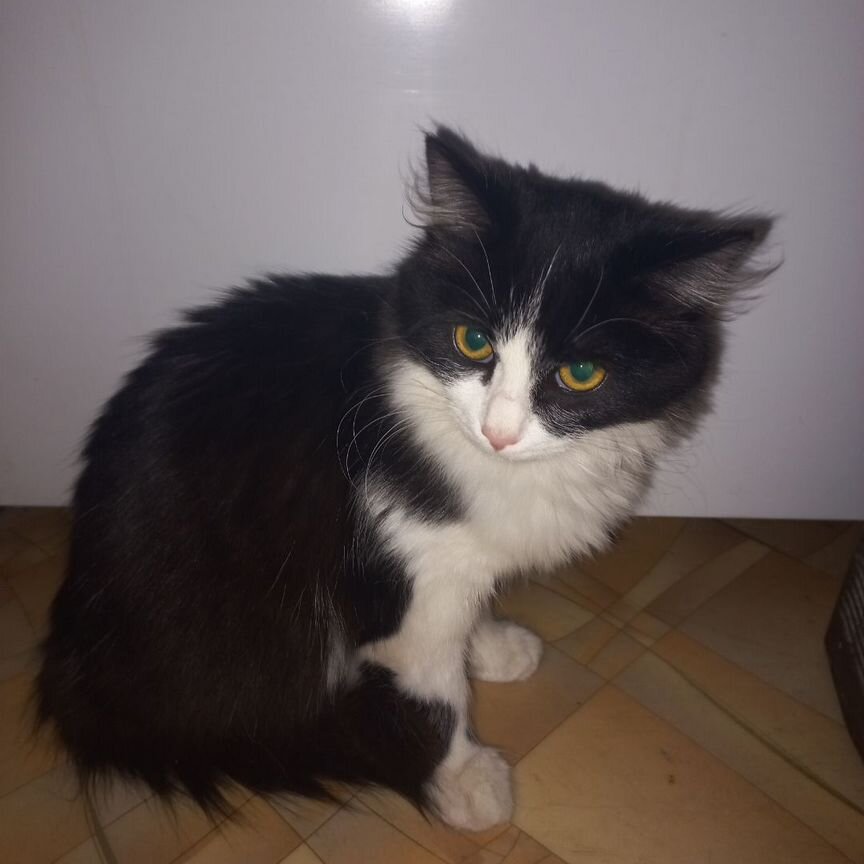 Отдам кота в добрые руки