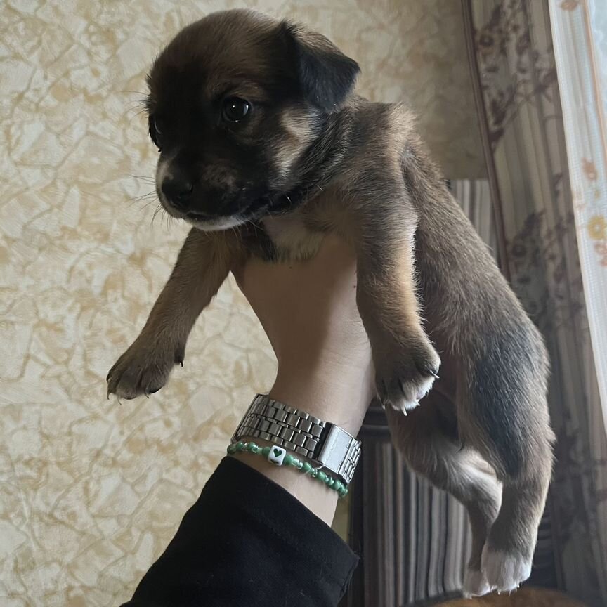 Чихуахуа, щенок