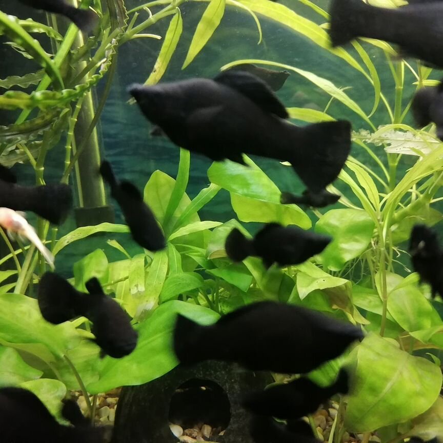 Моллинезия высокоплавничная, Коридорасы