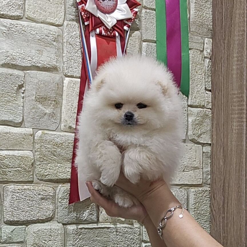 Мальчик мини светлый крем. РКФ