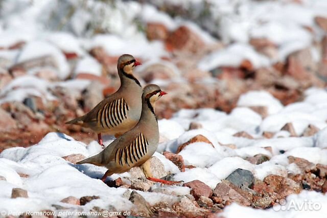 Кеклики пара