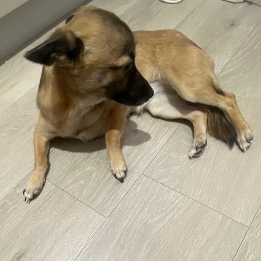 Щенок в добрые руки