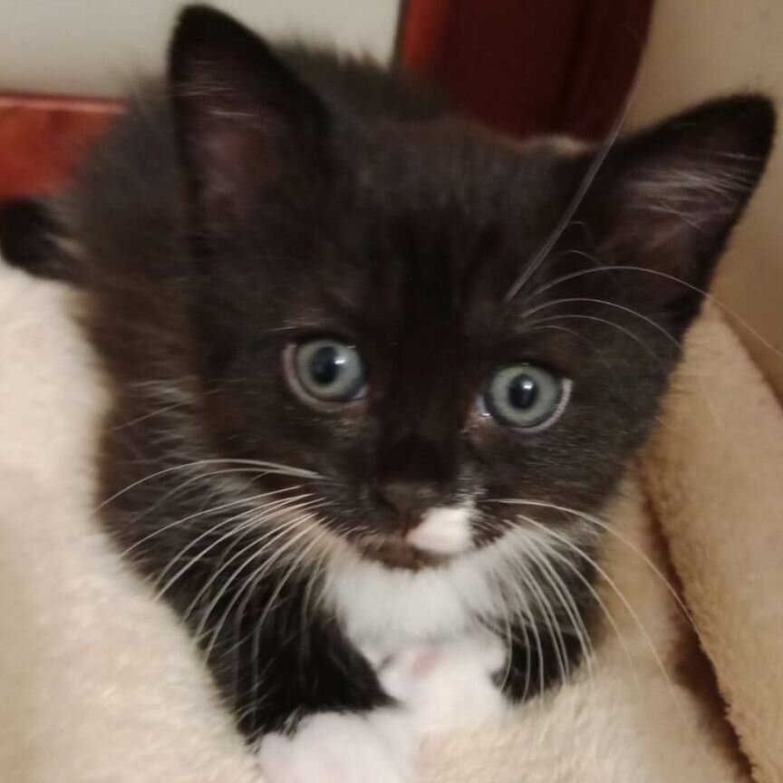 Котёнок в добрые руки