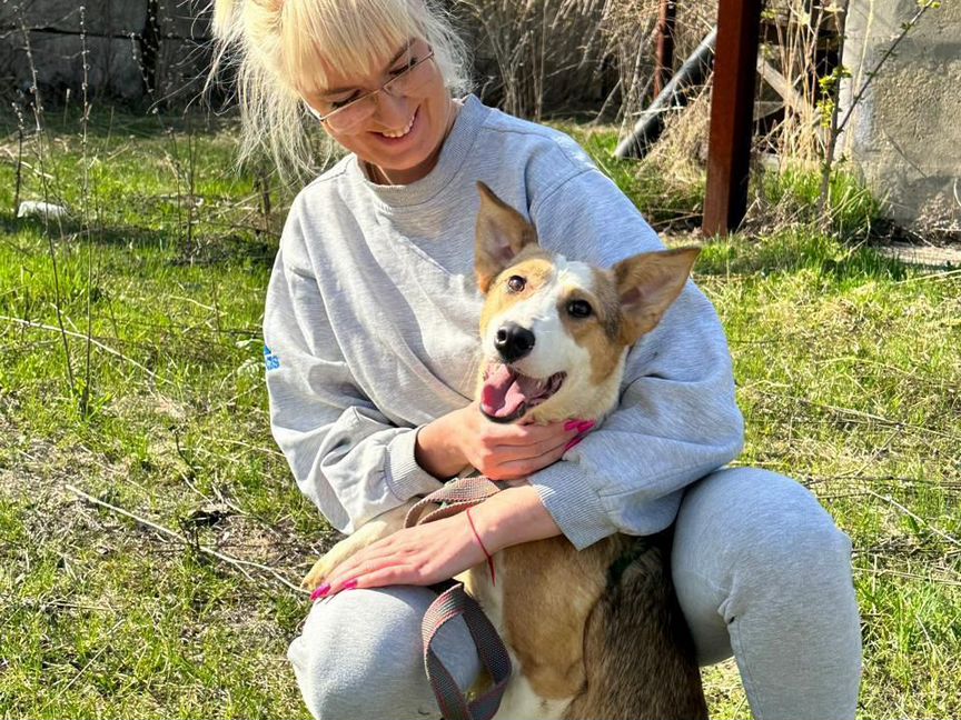 Собака в добрые руки