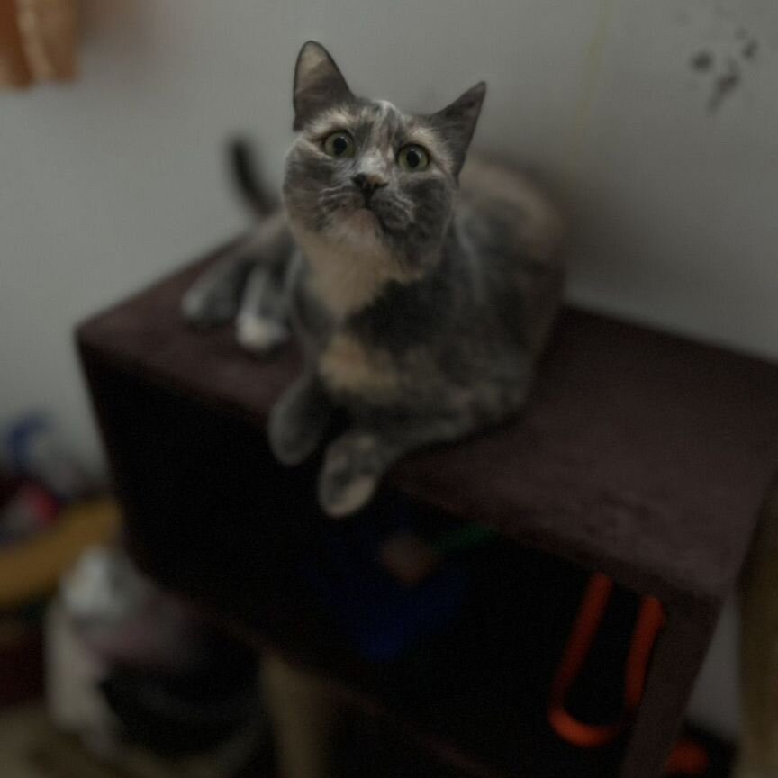 Ласковая кошка