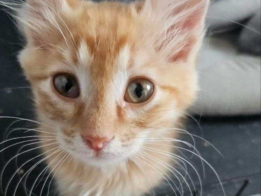 Маленькая рыжая кошечка в поисках дома
