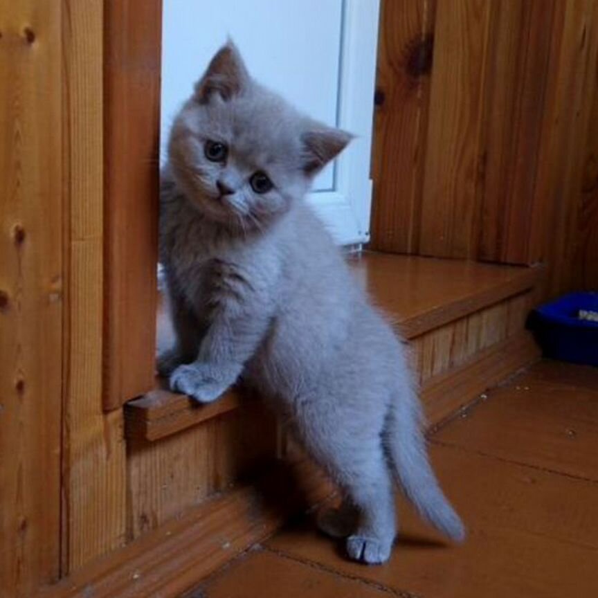 Шотландские прямоухие котята