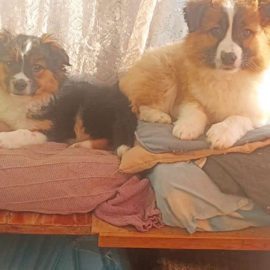 Щенки в добрые руки