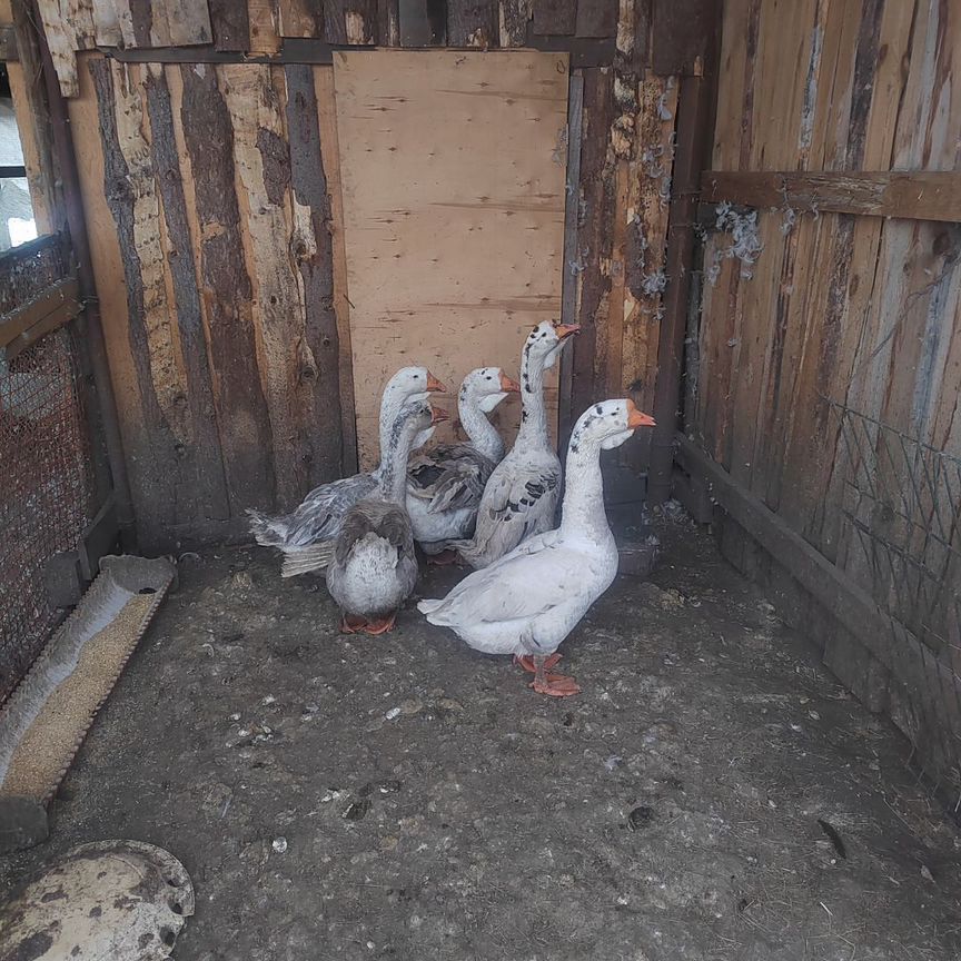 Холмогорские гуси