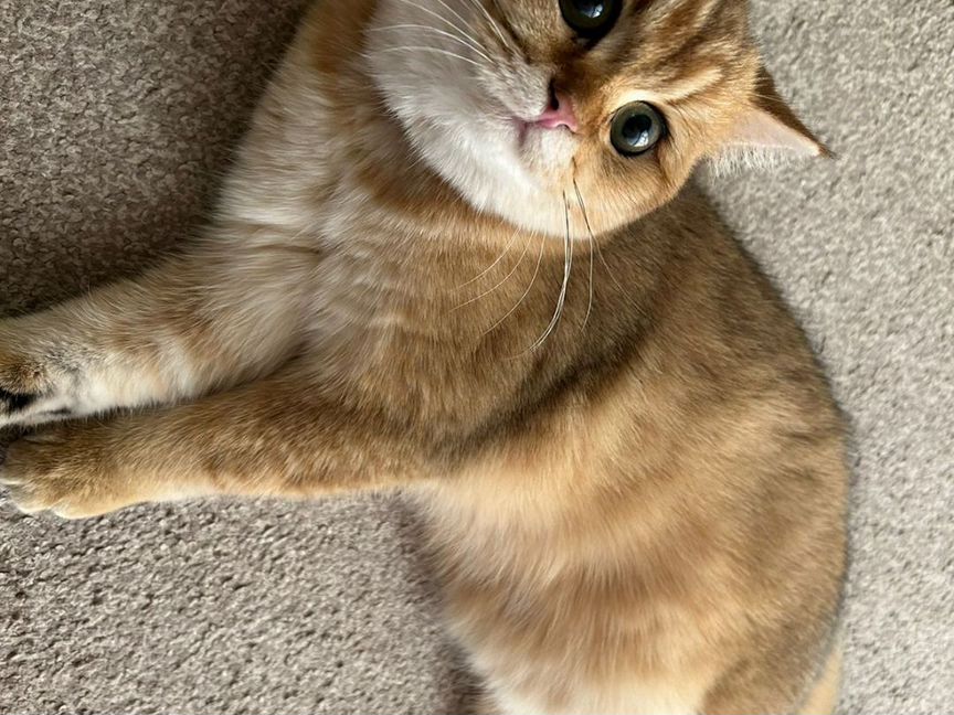 Золотая шиншилла