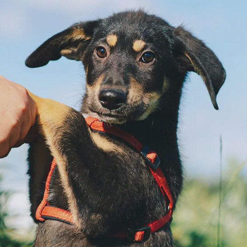 Жизнерадостный Кокос готов стать вашим верным друг