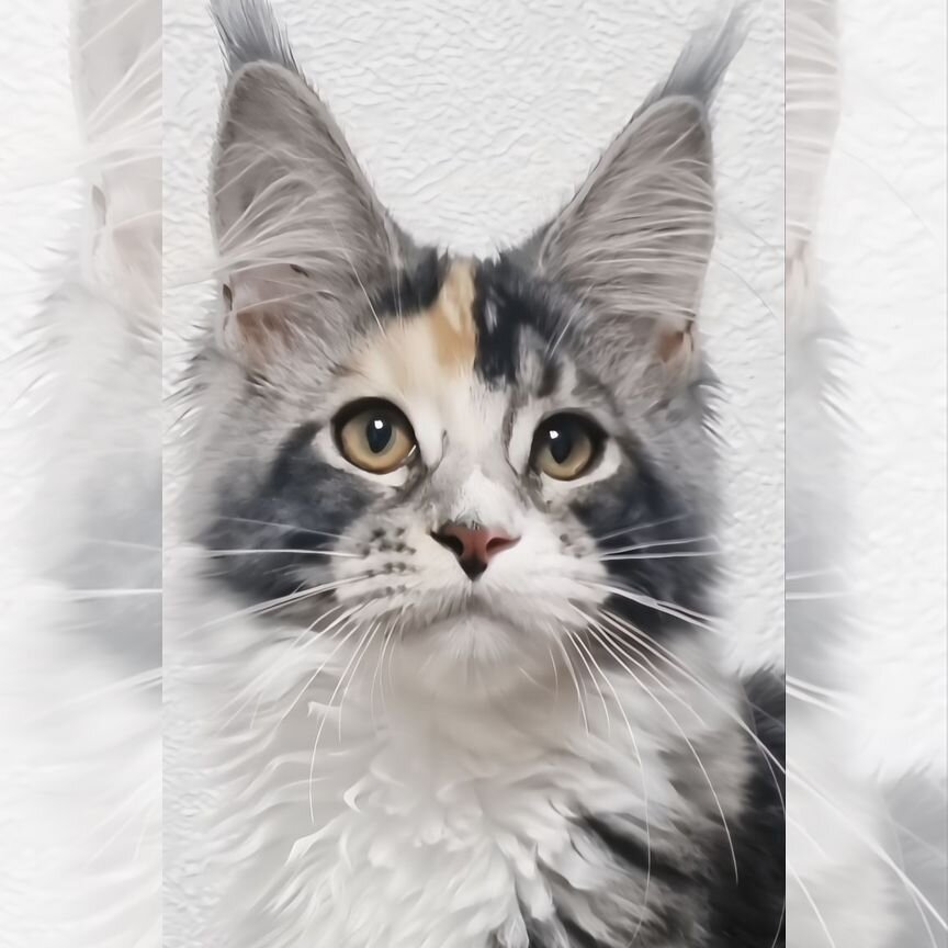 Мейн-кун котёнок