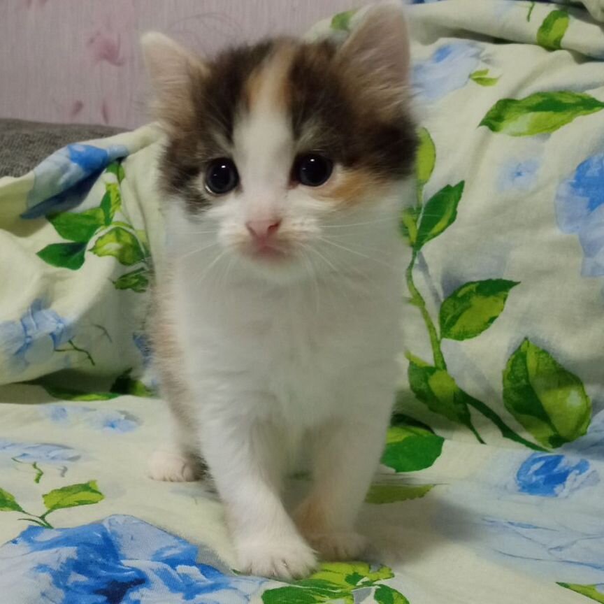 Котёнок девочка