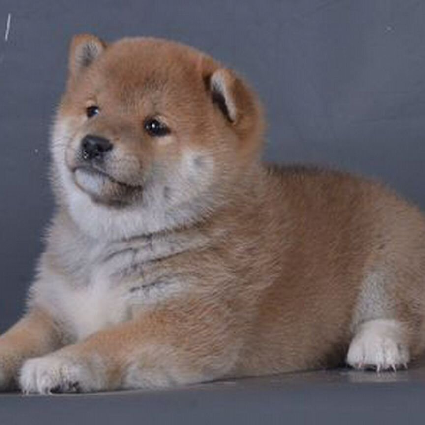 Щенки сиба (д/р 03 авг) с родословной. Новосибирск