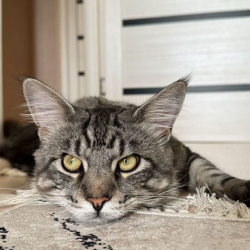 Мейн-кун вязка