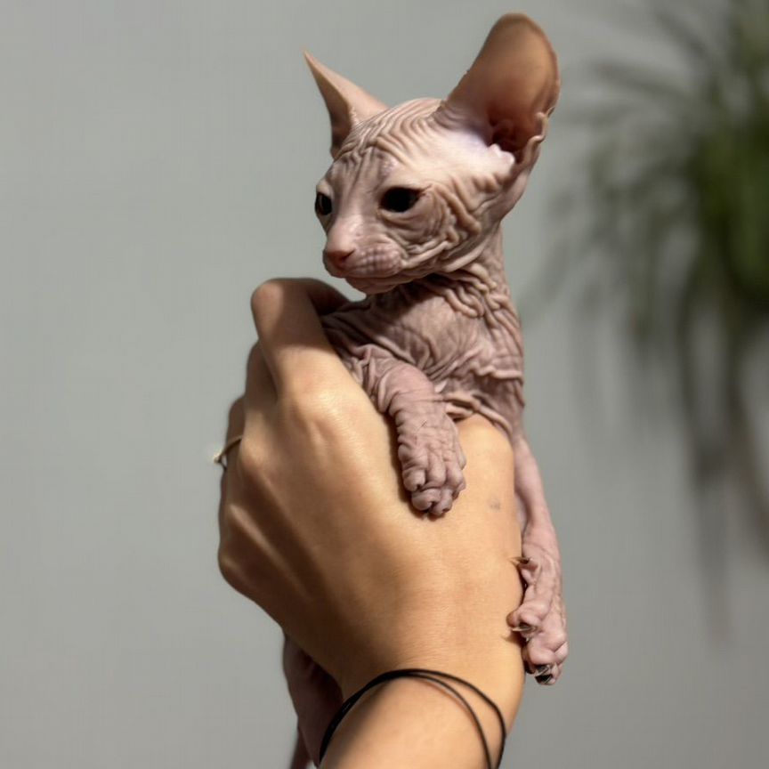 Донской сфинкс котёнок
