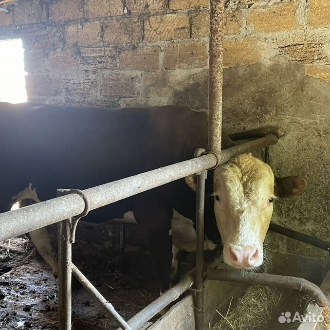 Быки на мясо