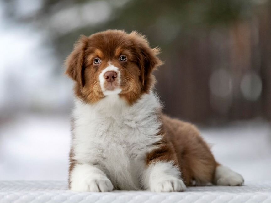 Австралийская овчарка, щенки аусси