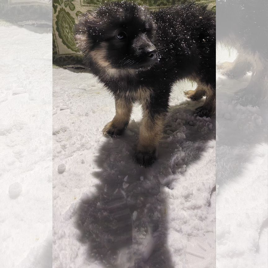 Щенок в добрые руки