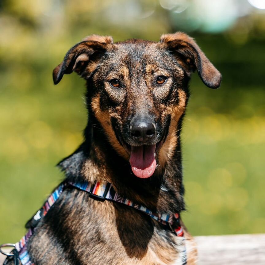 Собака в добрые руки