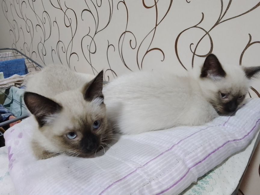 Котята 2 месяца