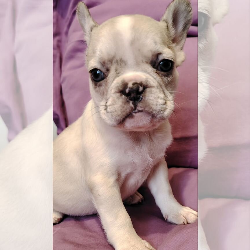 Французский бульдог, щенок