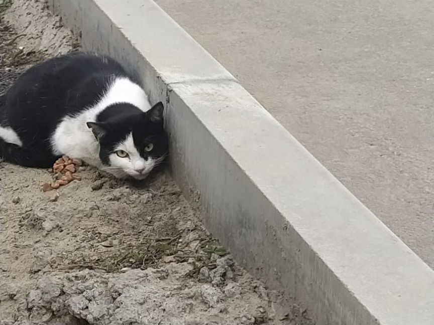 Кот