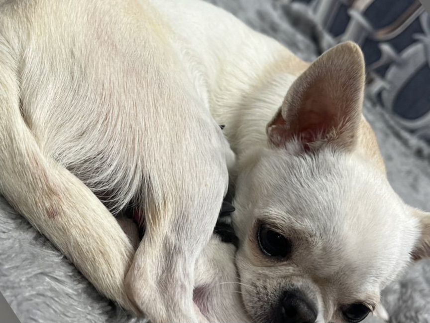 Щенки чихуахуа мини