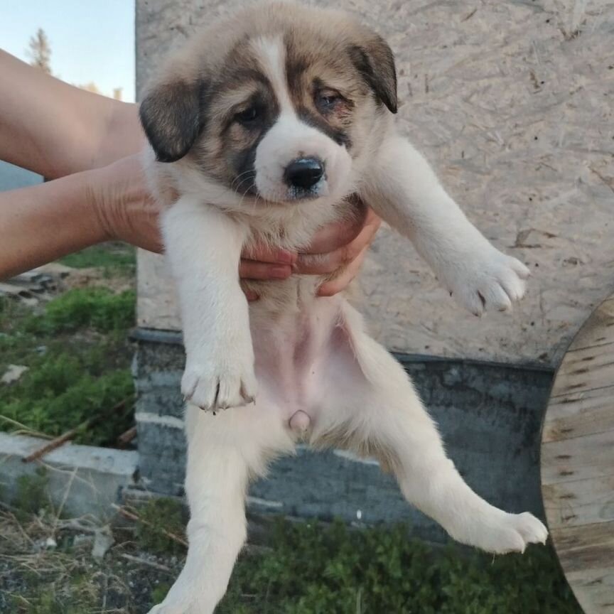 Щенок в добрые руки